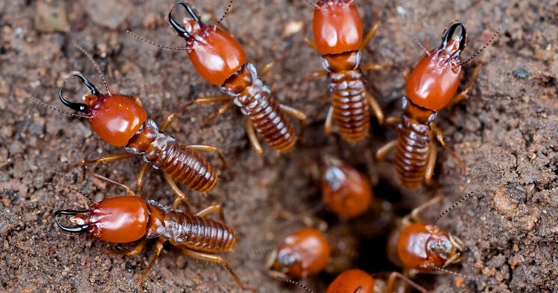 ORDEM ISOPTERA ~ E N T O M O L O G I A E M F O C O