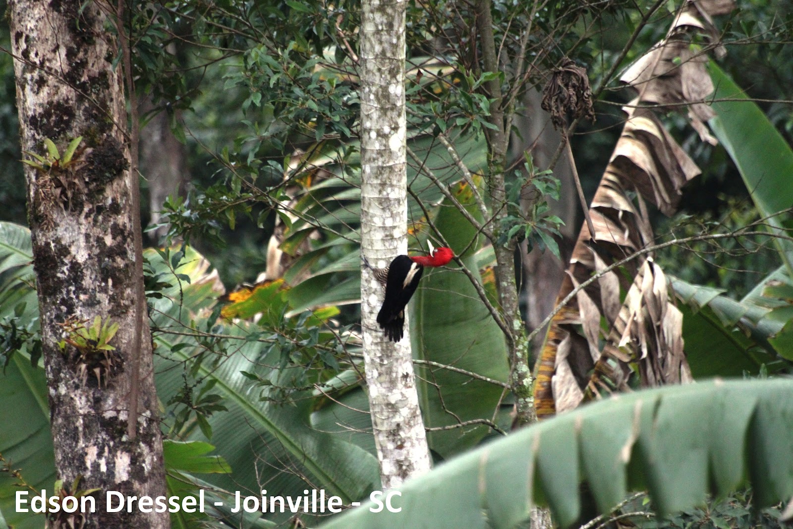 COAMA - Clube dos Observadores de Aves da Mata Atlântica - Joinville ...