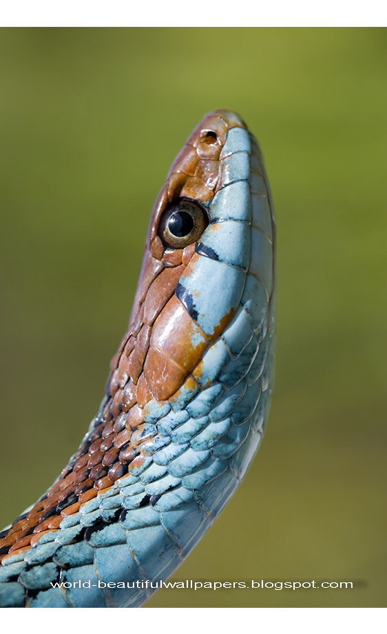 Hritik Roshan HD Wallpaper: beautiful snakes wallpapers