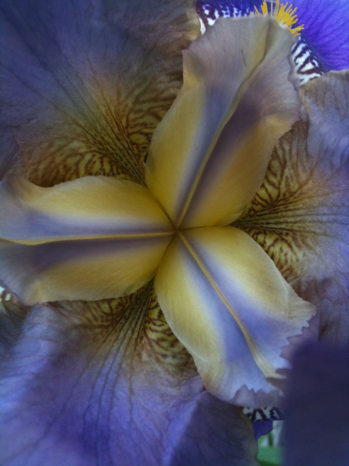 Michelle Josef: Photography-an iphone hobby