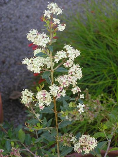 MANUAIS DE CULTIVO - PLANTAMUNDO: HENA - HENNA - Lawsonia inermis