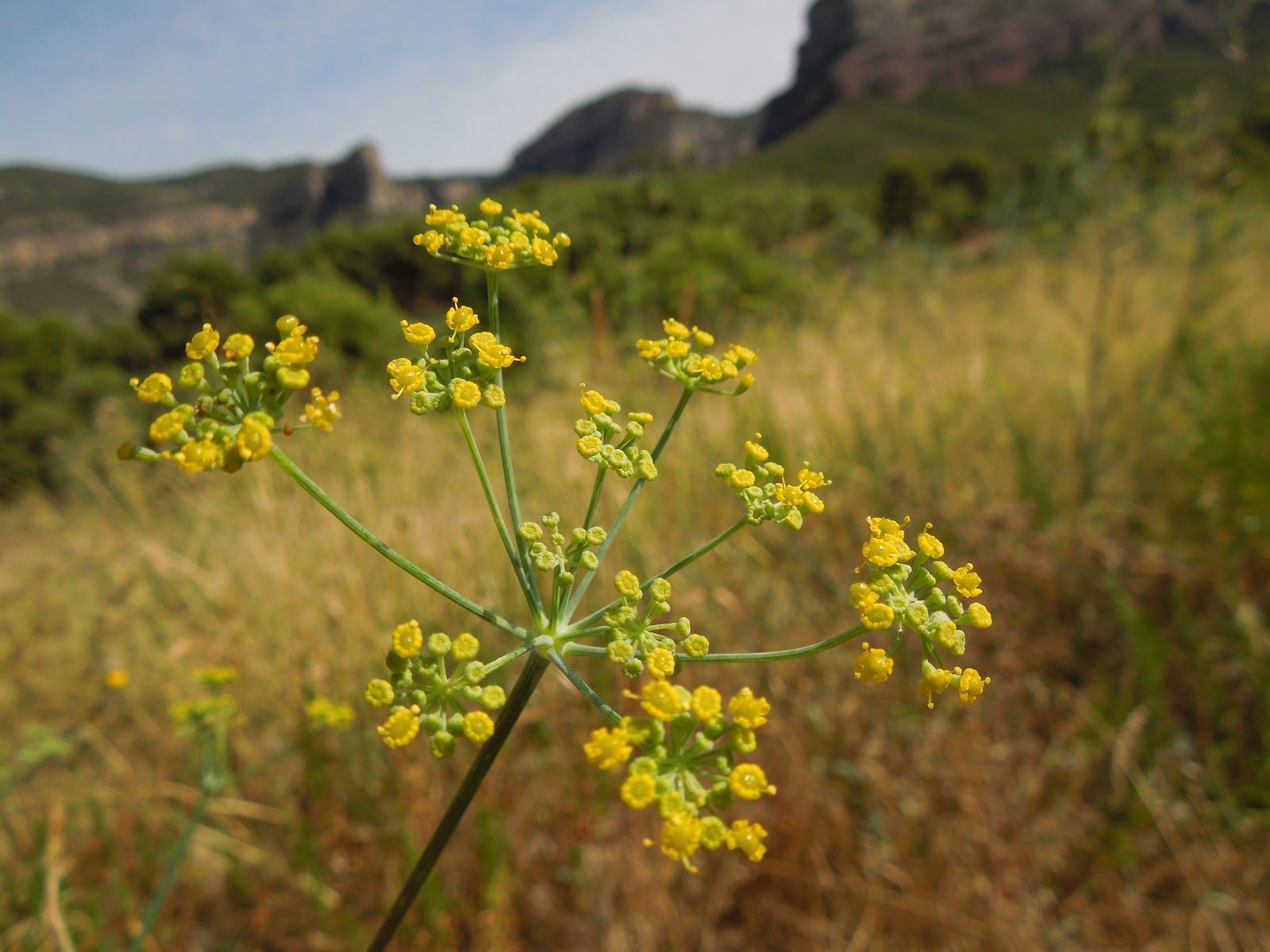HINOJO - BOTÀNIC SERRAT