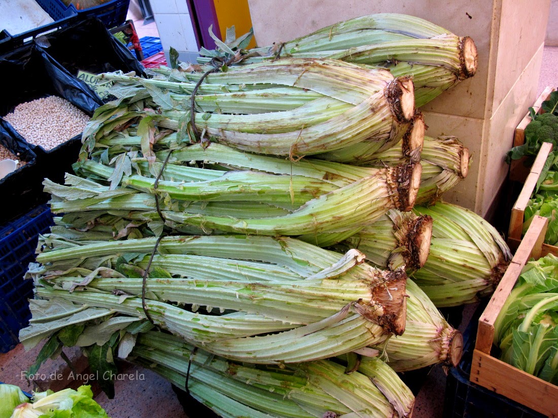 Flora medicinal, alimenticia y artesanal de la Ribera Navarra: Cynara ...