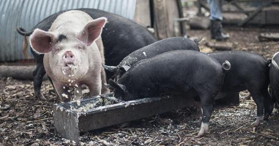 Alice's Silver Years: Mr. Turner Had Pigs: A True Story