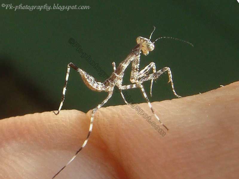 Baby Praying Mantis Nature Cultural And Travel Photography Blog Baby Praying Mantis Nature Cultural And Travel Photography Blog