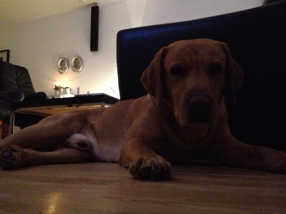 Labrador Retriever Formel 1