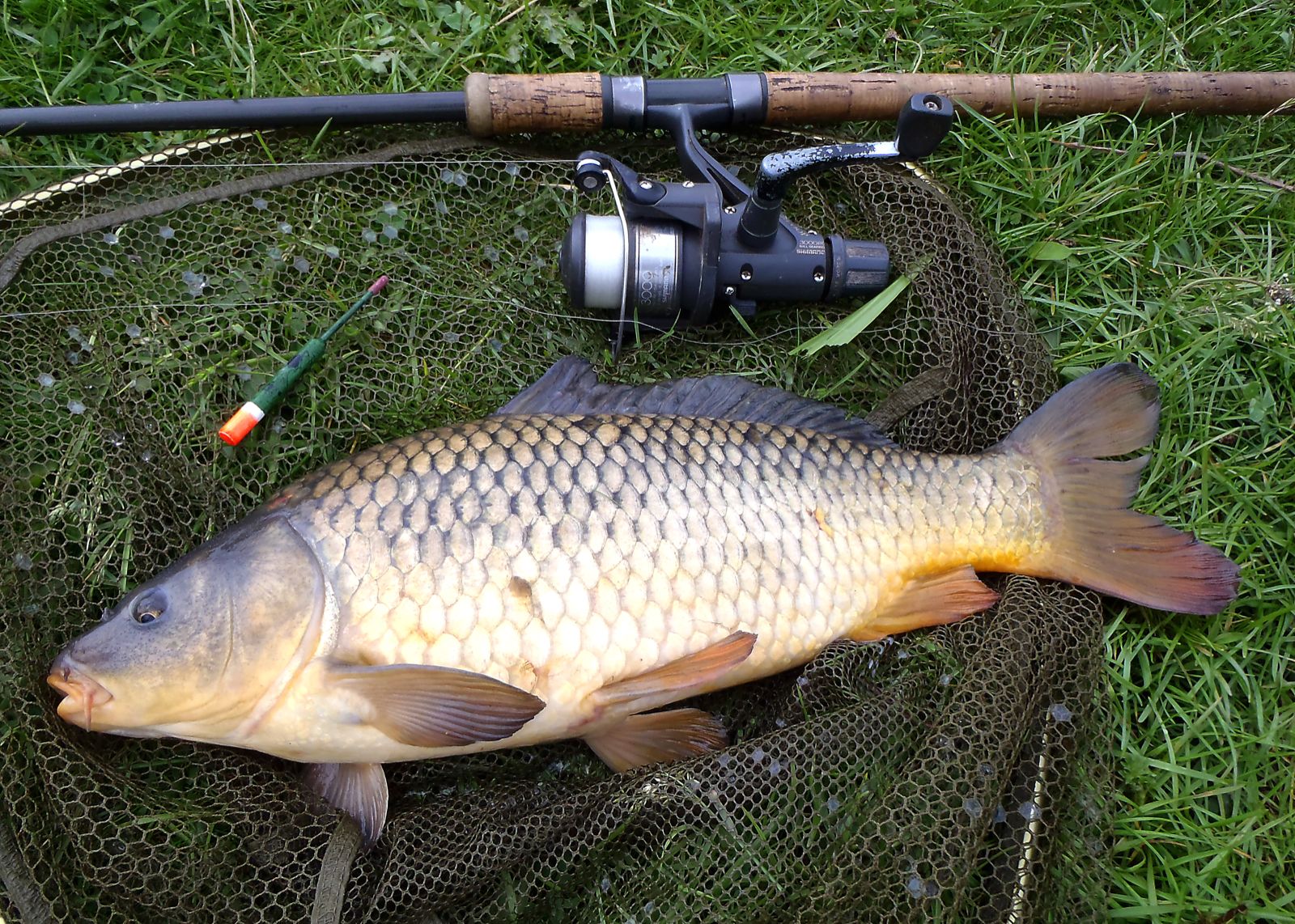 Heavenly Worldliness: 10 names for coarse fish