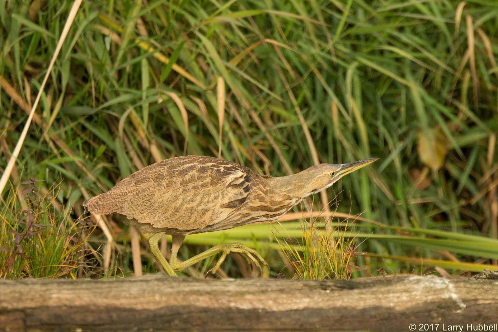 Laurelhurst Blog: All About Bittern Birds And Rare Sighting