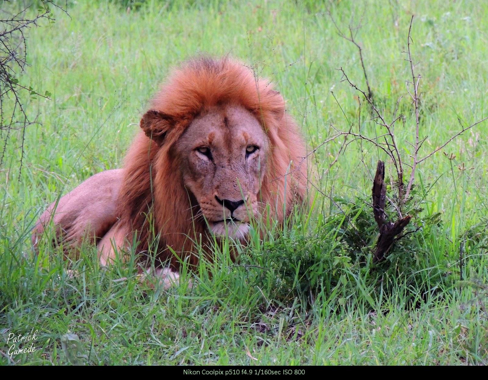 The Matimba coalition