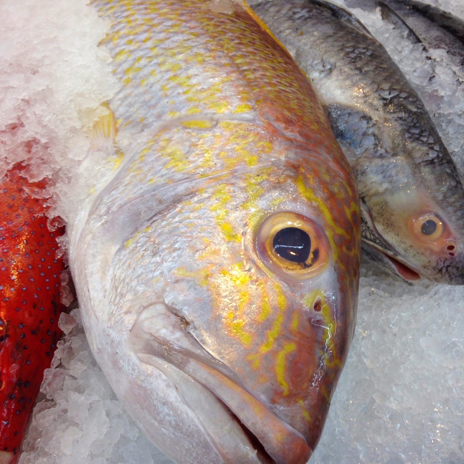 Fish-tionary - The fish dictionary: Sea Bream