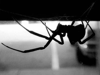 WELCOME TO THE JUNGLE: Latrodectus tredecimguttatus