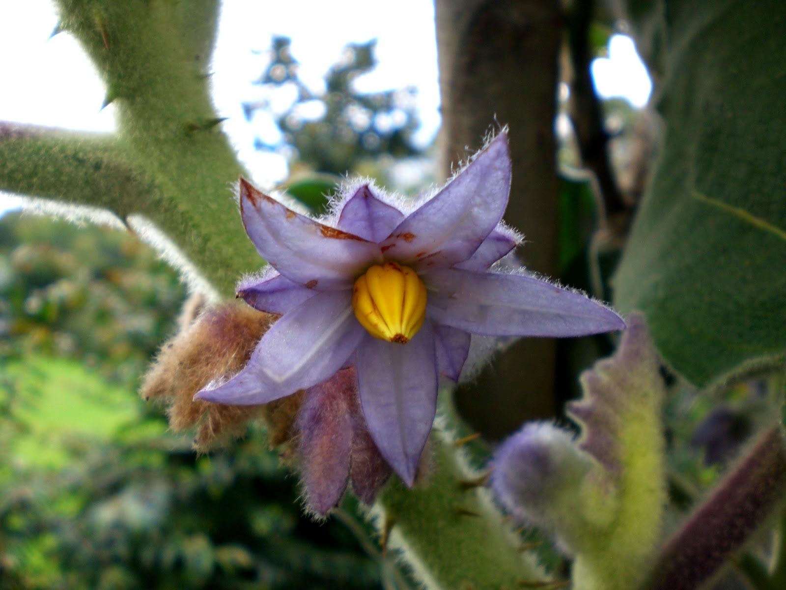 Solanum quitoense o lulo nuqui | Flores colombia