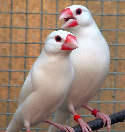 CRIAÇÃO DE ANIMAIS: Criação do Calafate - LONCHURA (PADDA) ORYZIVORA