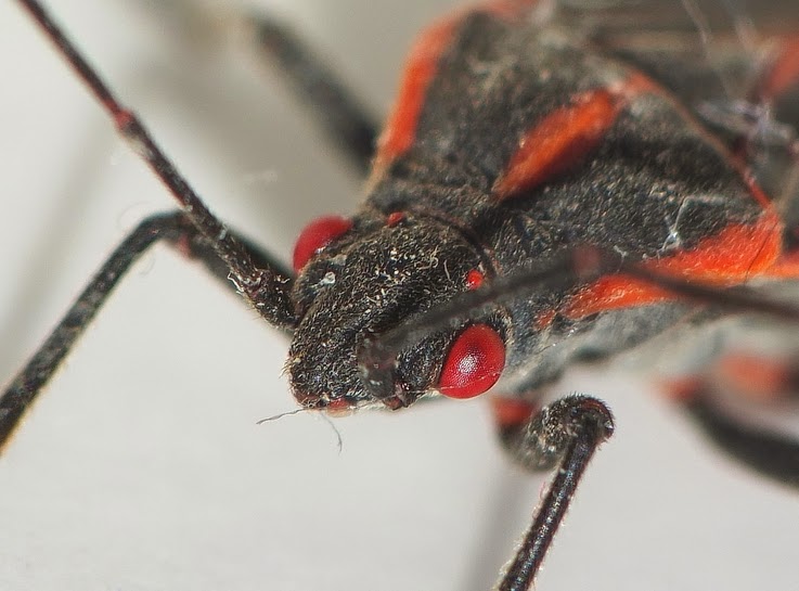 Extreme closeup of a boxelder bug