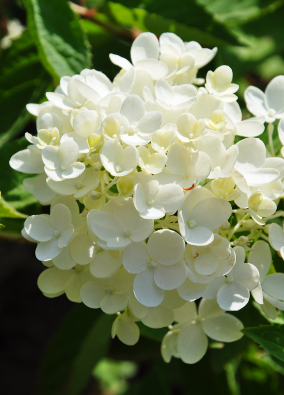 Bombshell Hydrangea