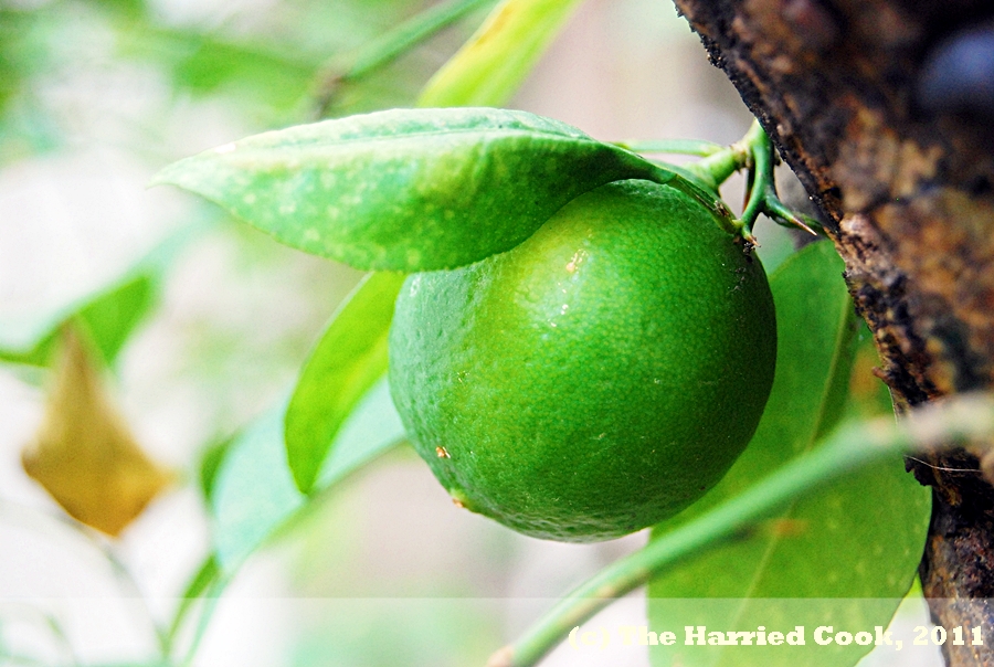 The Harried Cook: Lemon-Lime Meringue Pie