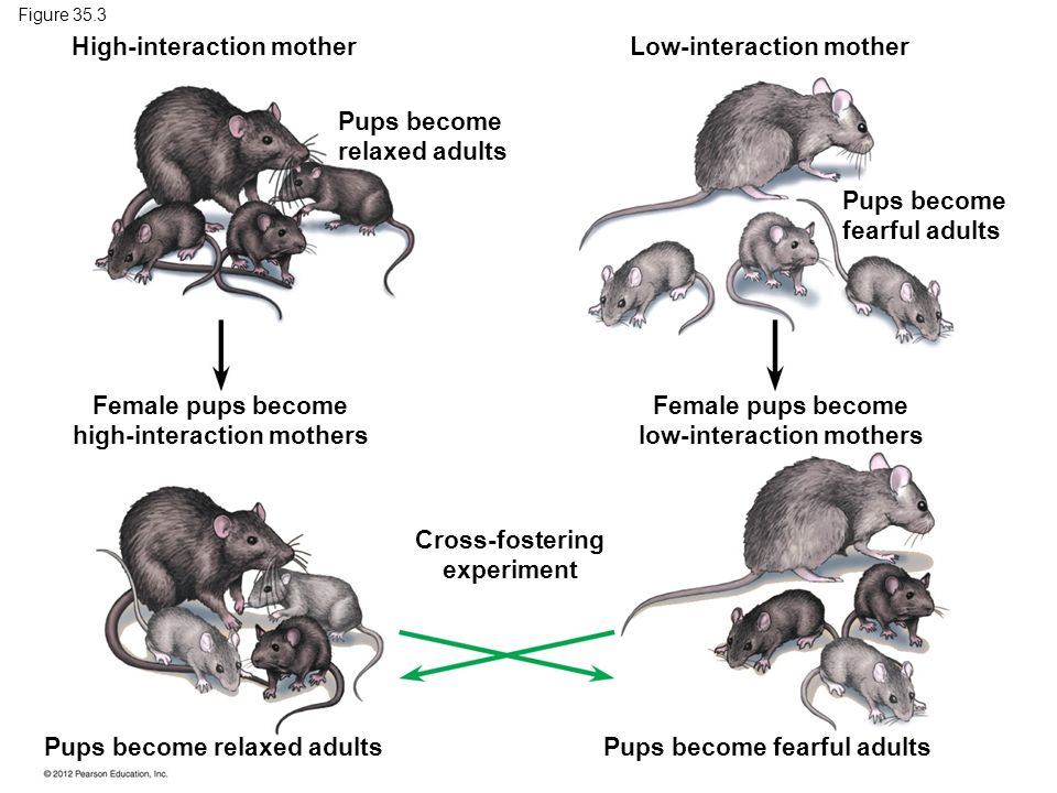 Nature and Nurture - Supreme Psychology