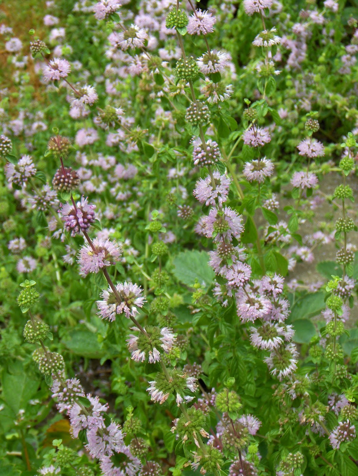 The Essential Herbal Blog: V.G.T. - North to Betsy's Place in MI