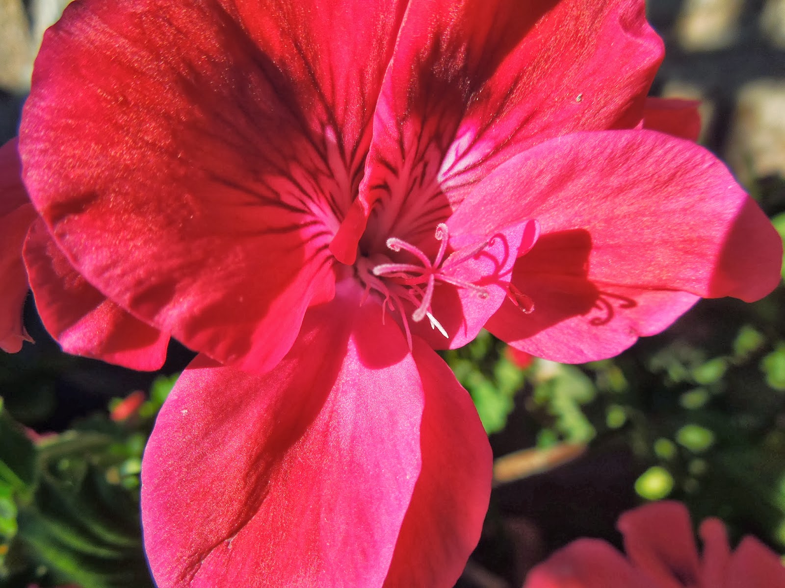 ESTIGMA - BOTÀNIC SERRAT