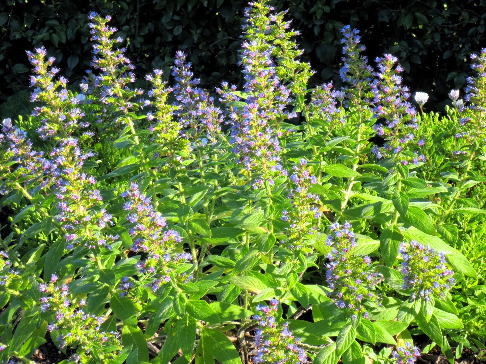 Late to the Garden Party: My favorite plant this week: Echium handiense
