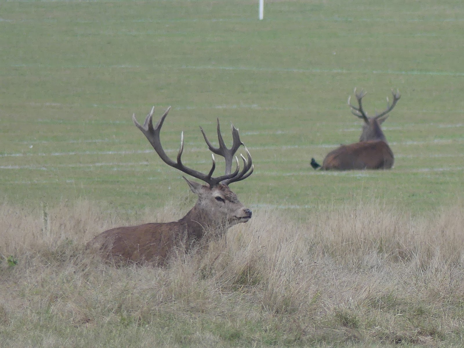 The Outdoor Traditionalist : Richmond Park Red & Fallow Deer