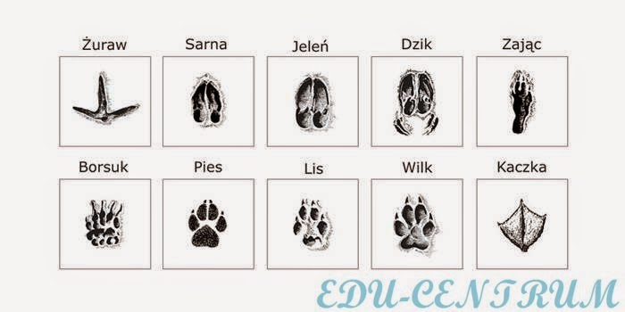 Łemkowyna, na Beskidzie Niskim: Tropy zwierząt