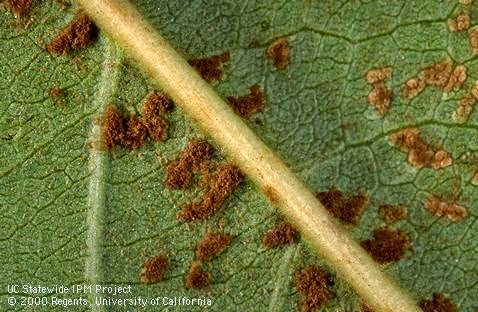 Sustainable Ag: A View from the Field: Almond Crack-out Today Helps ...