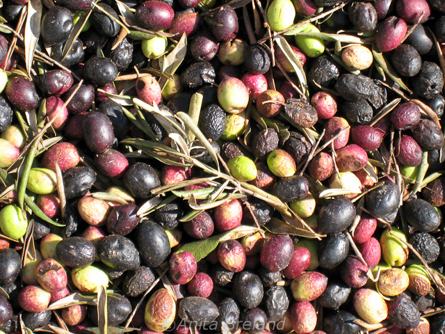 A Moroccan gift of 'beldi' | Anita's Feast