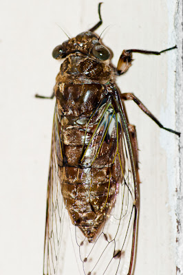 Journey to the Poyoland: GALERI - Riang-riang @ Cicada