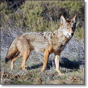 The Pet Tree House - Where Pets Are Family Too : Fairfax County ...