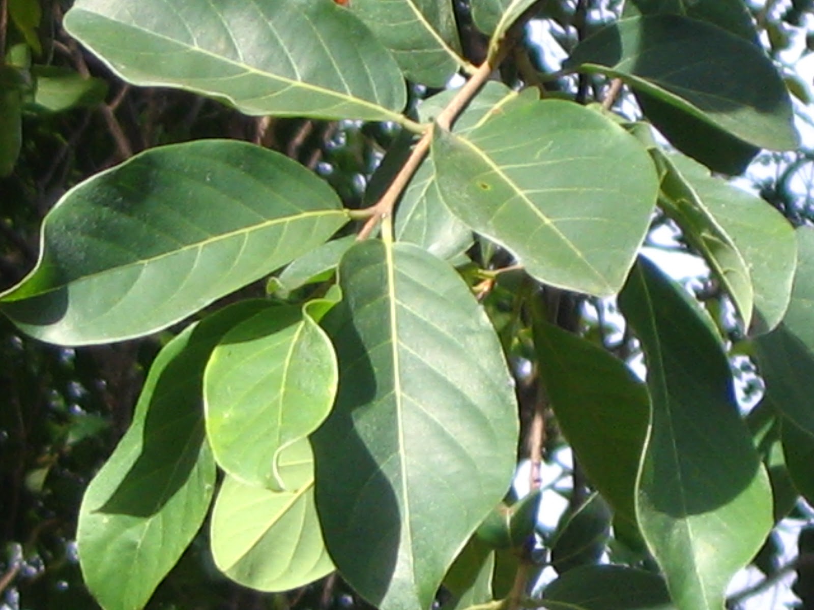 ආයුර්වේදය - Ayurveda