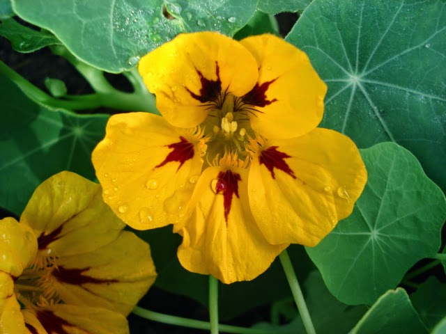 Mãos na Horta: Flor Comestível