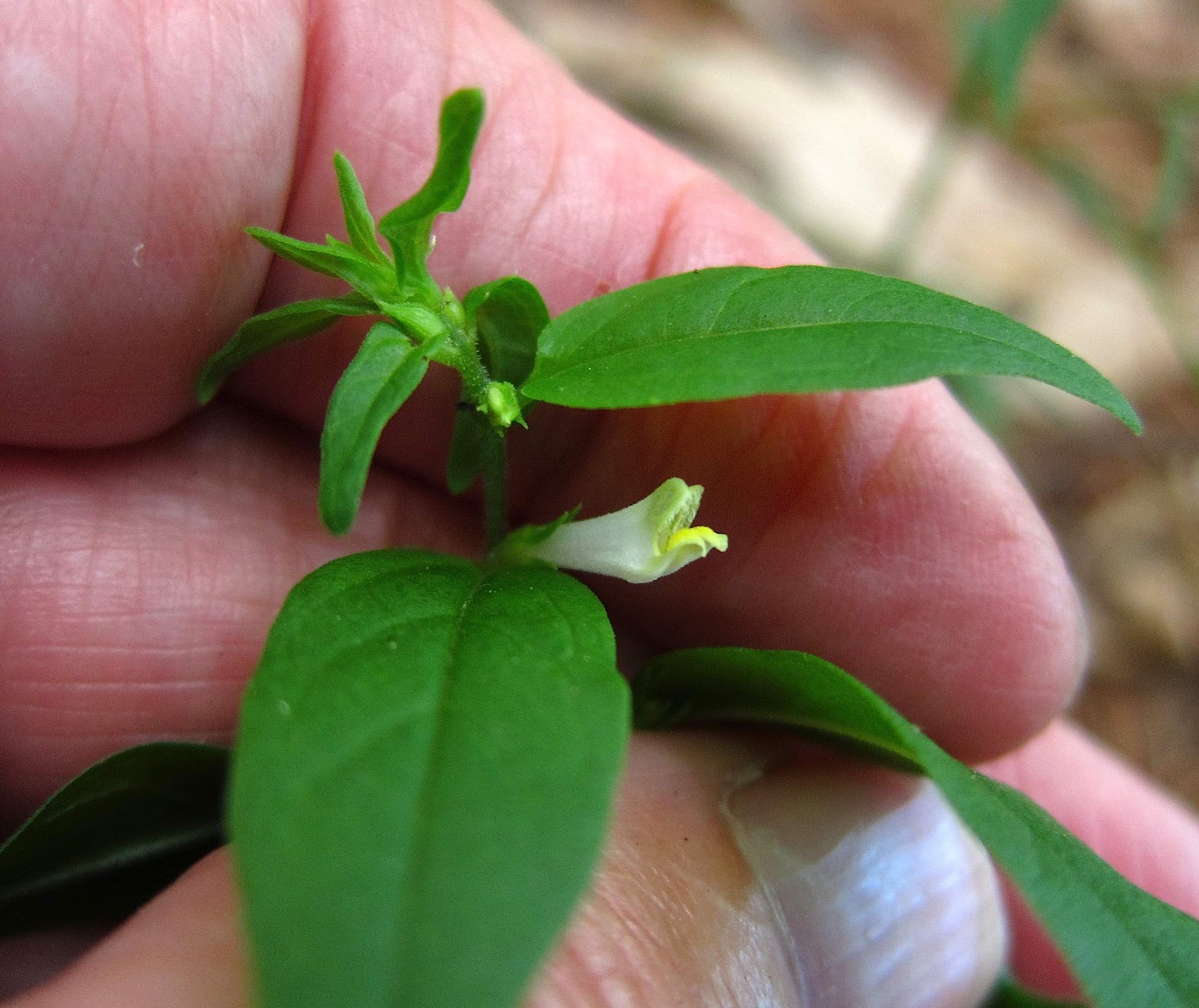 Saratoga woods and waterways: A Botanical Marathon