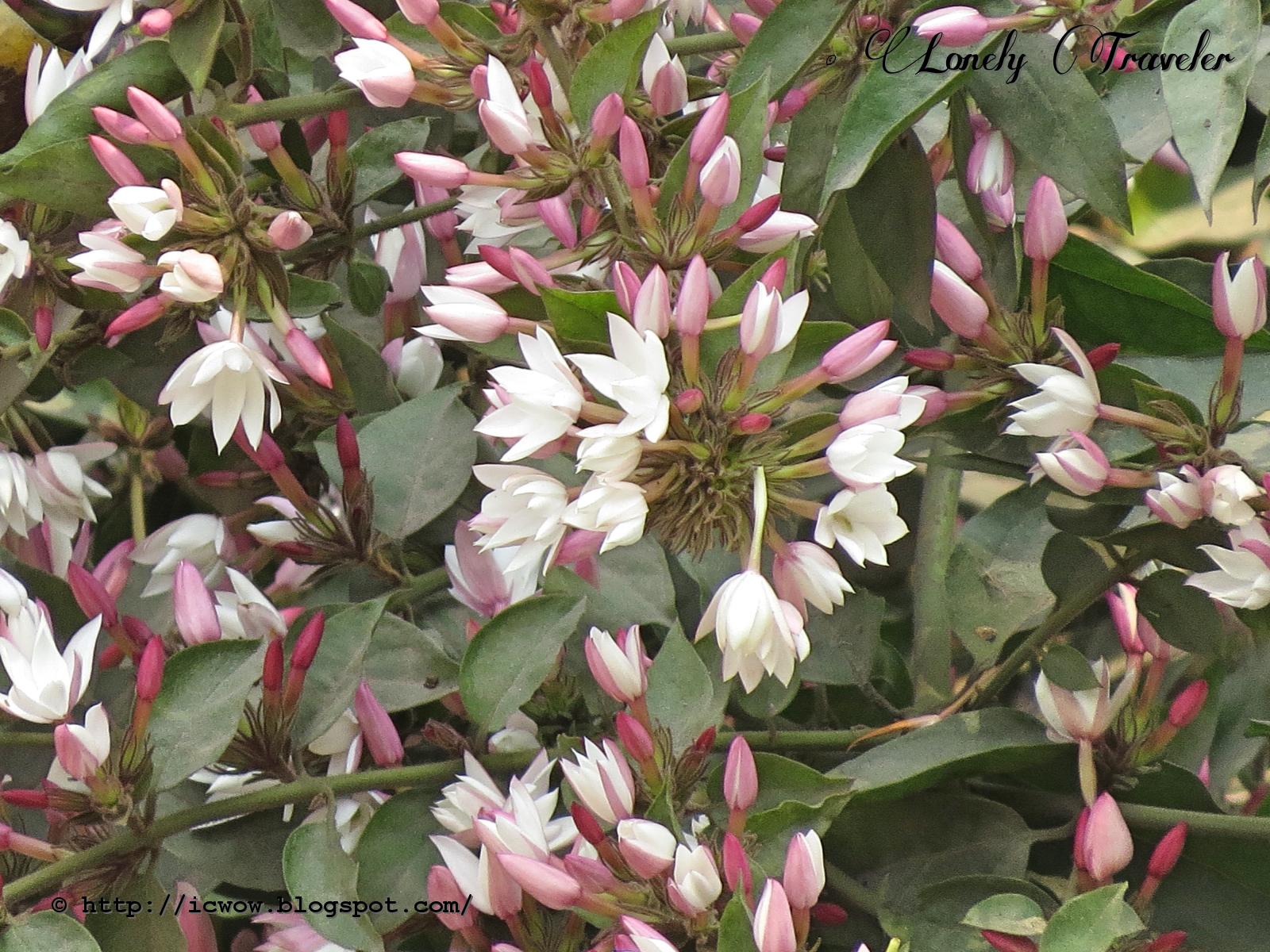 Indian jasmine - Jasminum multiflorum