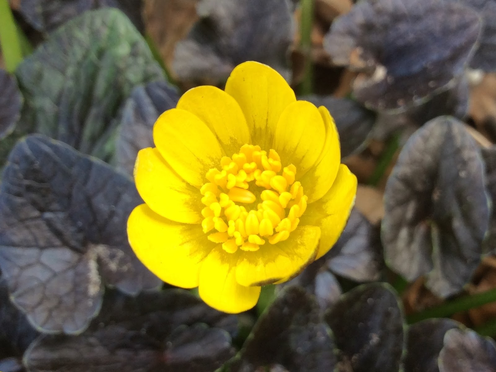 Ficaria verna 'Brazen hussy', speenkruid maar dan zonder het woekeren!