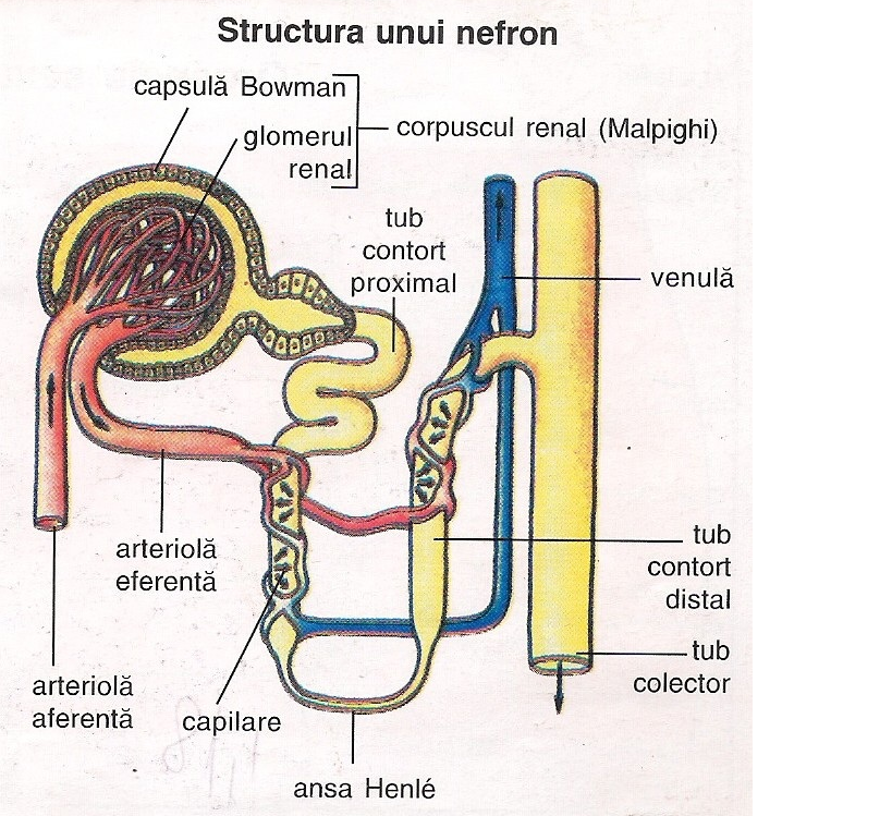 Copiii de ieri , de azi şi de mâine: Dragi colegi şi cititori,