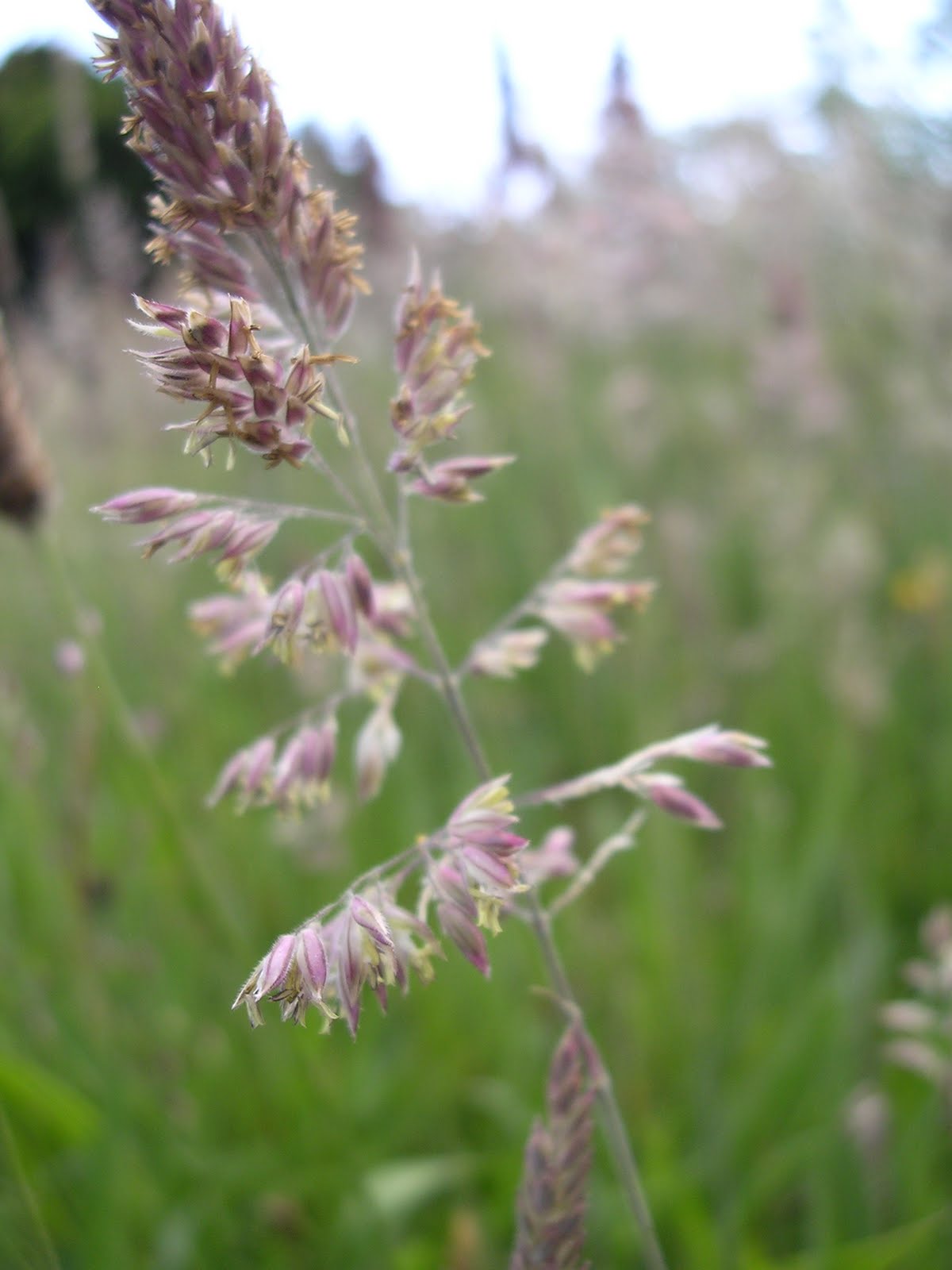 The Rainforest Fund Project: Holcus mollis - Creeping Soft-grass