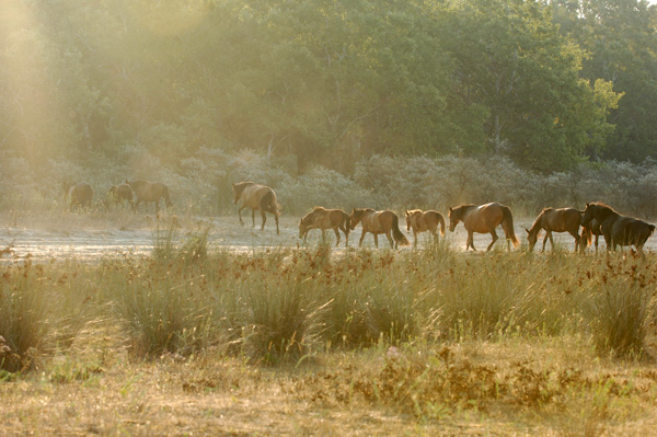 CRISTIAN NISTOR: CAI SALBATICI PE DUNELE DE NISIP IN DELTA DUNARII