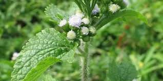 BIOHERBISIDA ~ EKSTRAK DAUN BABANDOTAN - BIOLOGI KEHIDUPAN