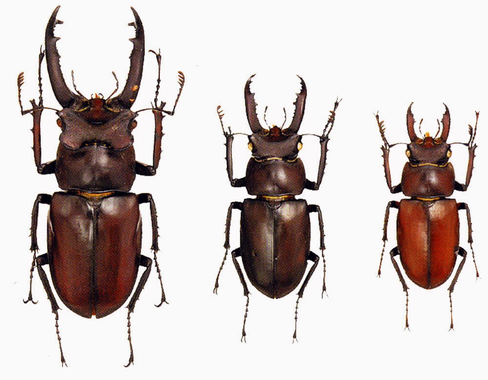 Vietnam Insect: Endemic species of Lucanus from Vietnam