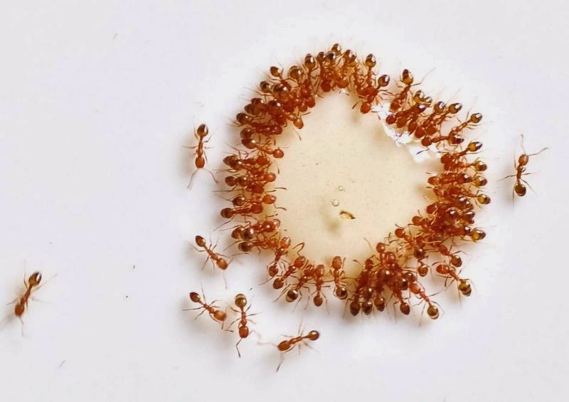 Mdmnissa: CARA HALAU SEMUT