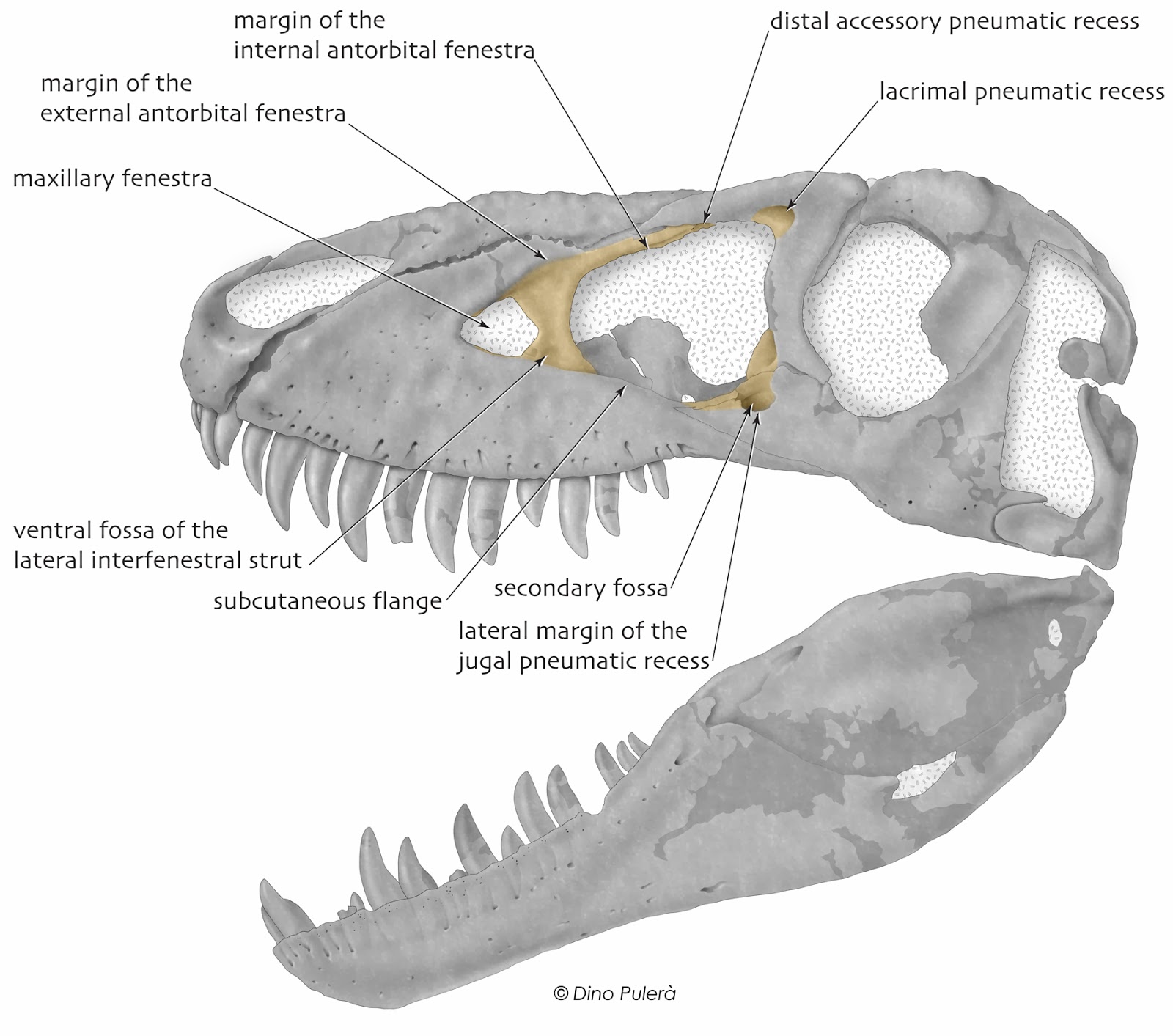 Tyrannosauroidea central: Osteology VIII: The antorbital cavity