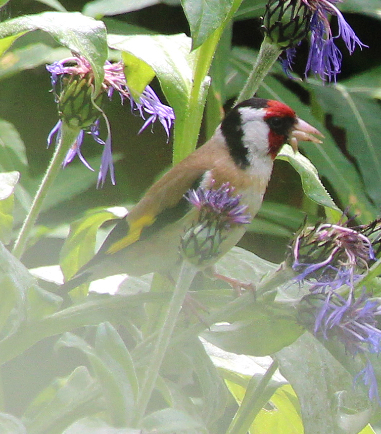 Pflanzen und Tiere in einem hessischen Garten wie Umgebung: Stieglitz ...