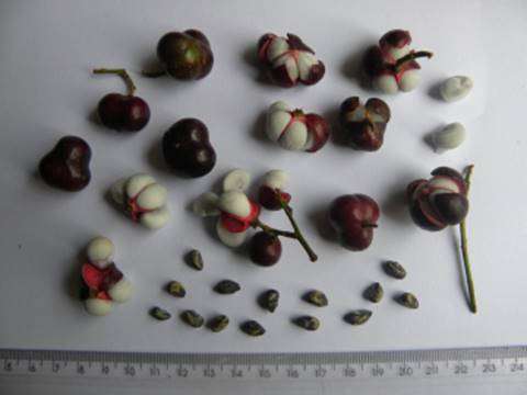 O Verde Gratuito: Breu de Fruta roxa, Amescla de tronco branco e Guapoi ...