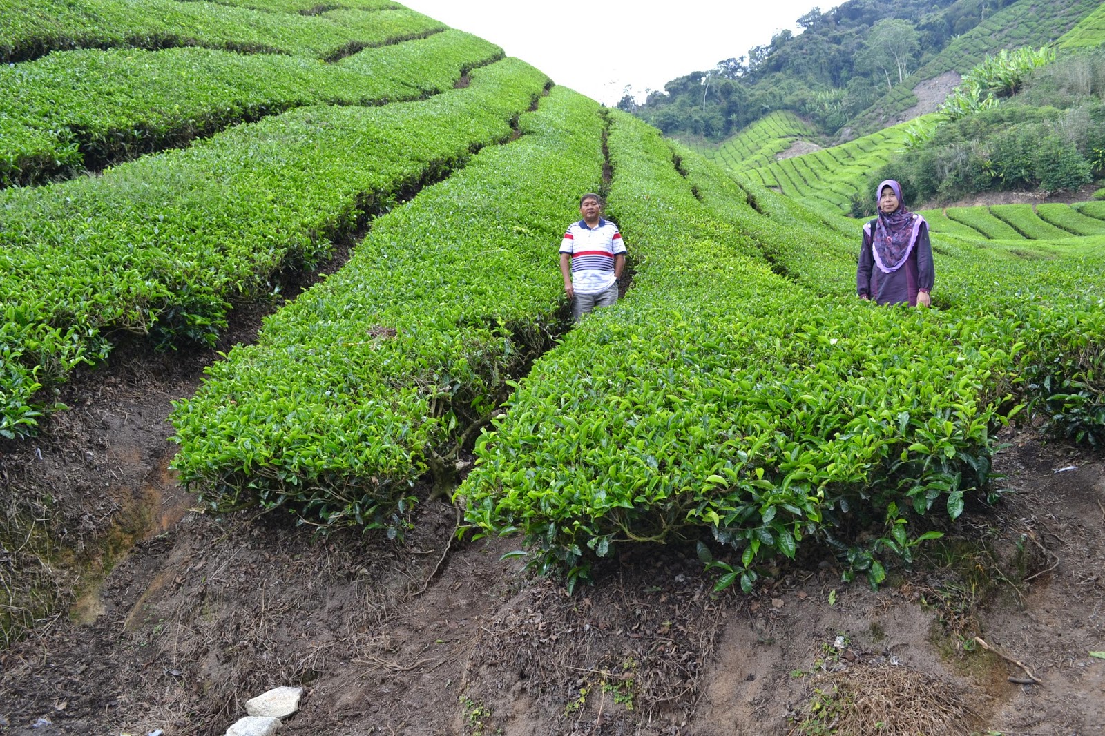 WARNA NOSTALGIA: Ladang Teh Boh Cameron Highland