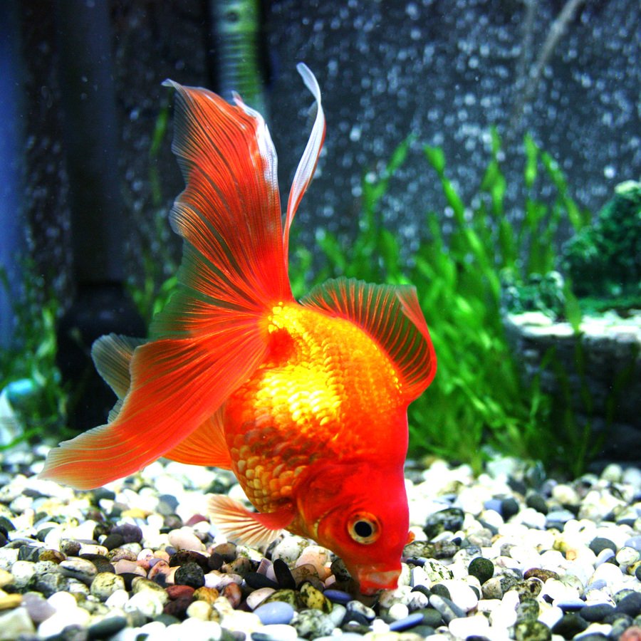 Types Of Goldfish - The Goldie Identification Guide