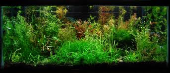 Aqua Fanatic: Driftwood in Aquarium