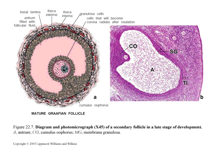 Células del cúmulo; Células Granulosas del Cúmulo Oóforo