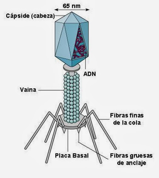Apuntes de Bioquímica: Virus