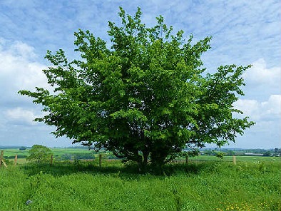 El Avellano y su Significado